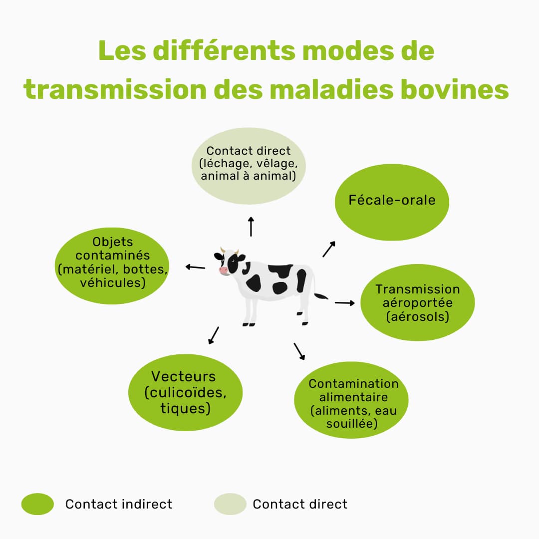 Santé des bovins : mieux connaître les maladies des bovins pour une ...