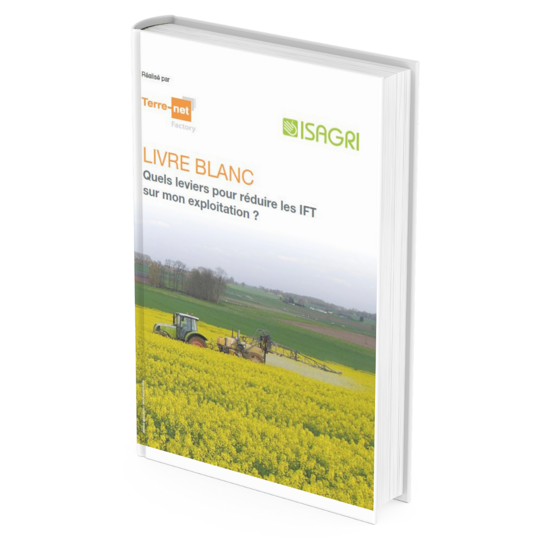 La rouille jaune du blé : symptômes, traitements et conseils